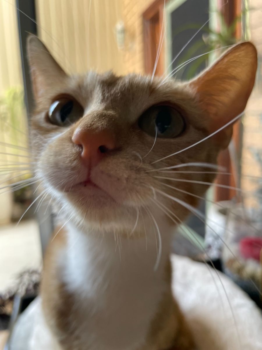 Biscuit - Female Domestic Short Hair Cat in NSW - PetRescue