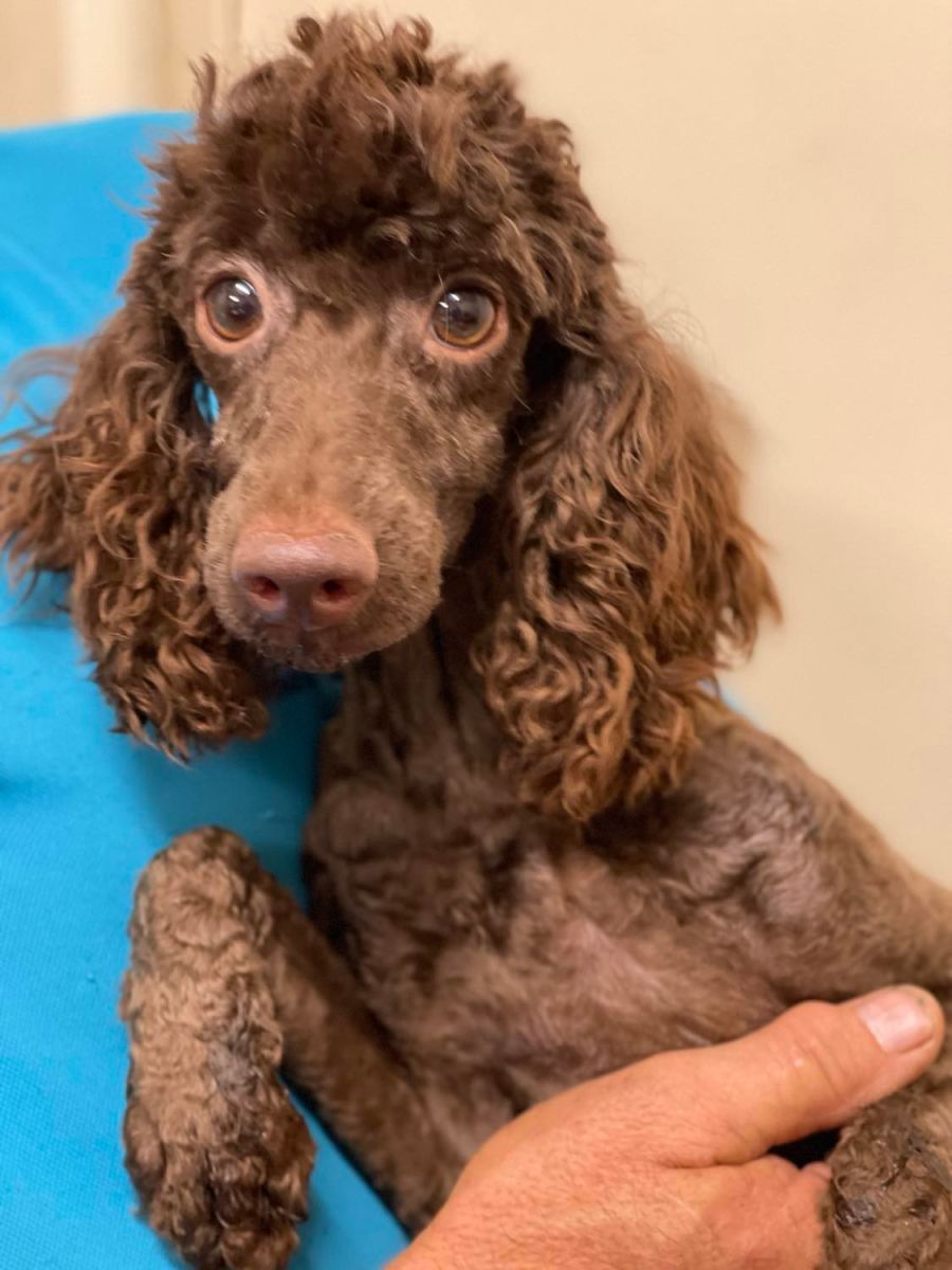 Kandace - Small Female Poodle Dog in QLD - PetRescue
