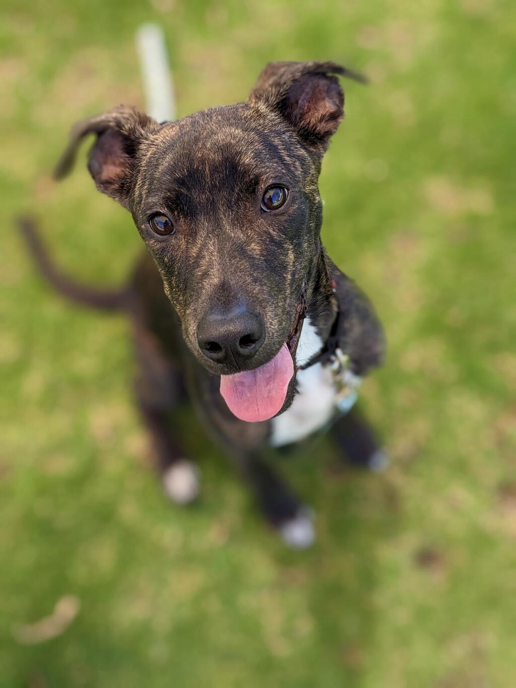 Murphy - Medium Male Mastiff x Mixed Mix Dog in WA - PetRescue