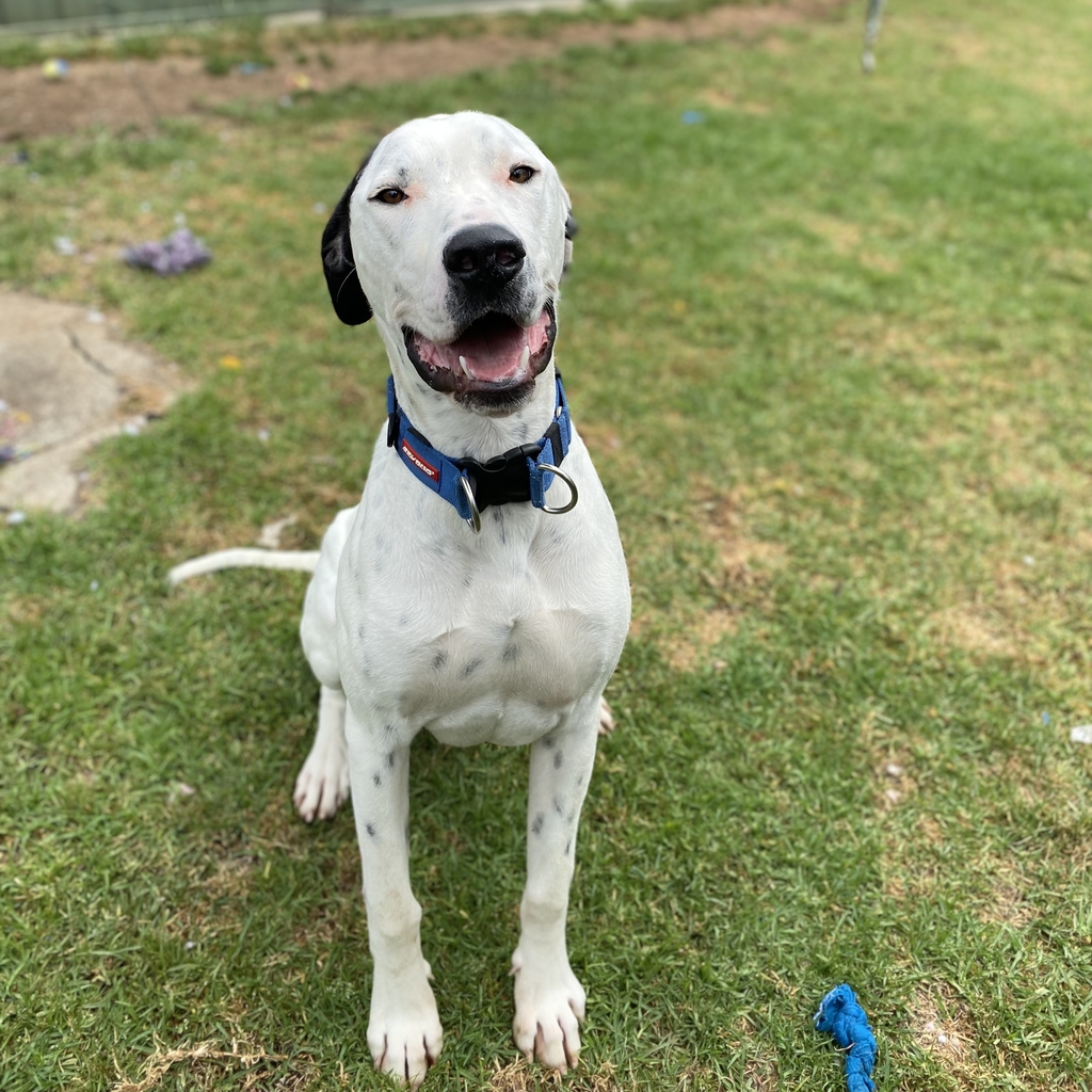 Baxter - Large Male Bull Arab x English Pointer Mix Dog in VIC - PetRescue