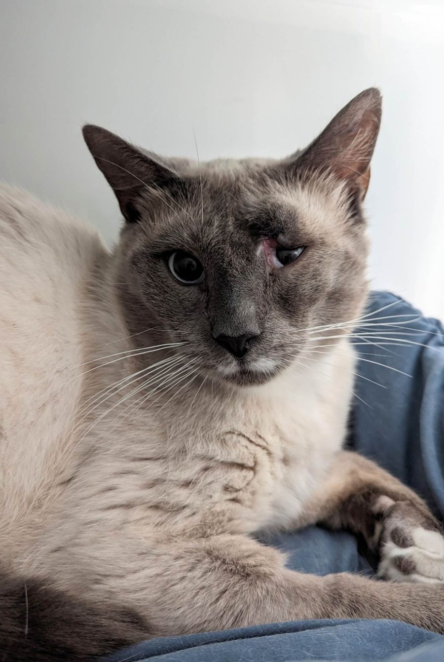 Simon - Male Siamese Cat in NSW - PetRescue