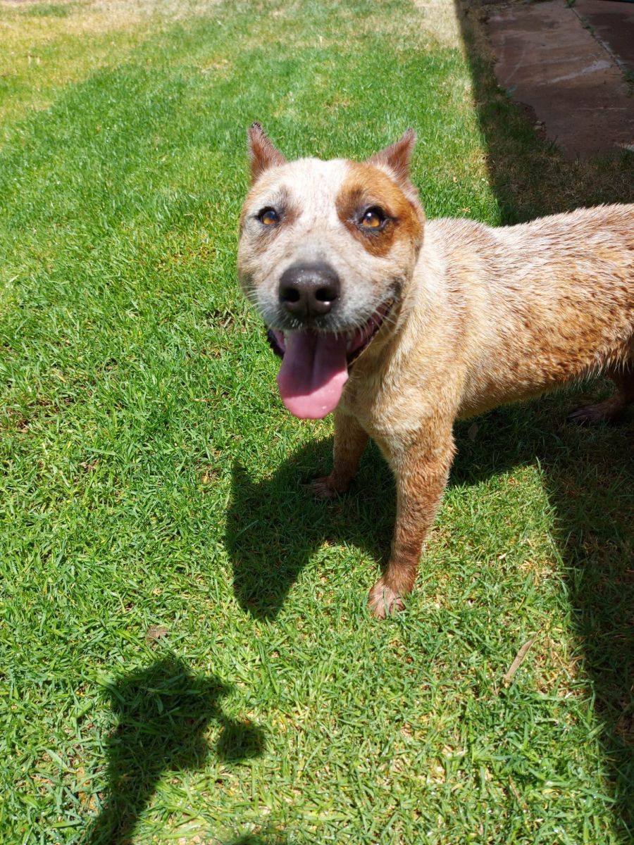 Red - Medium Male Australian Cattle Dog x Blue Heeler Mix Dog in VIC ...