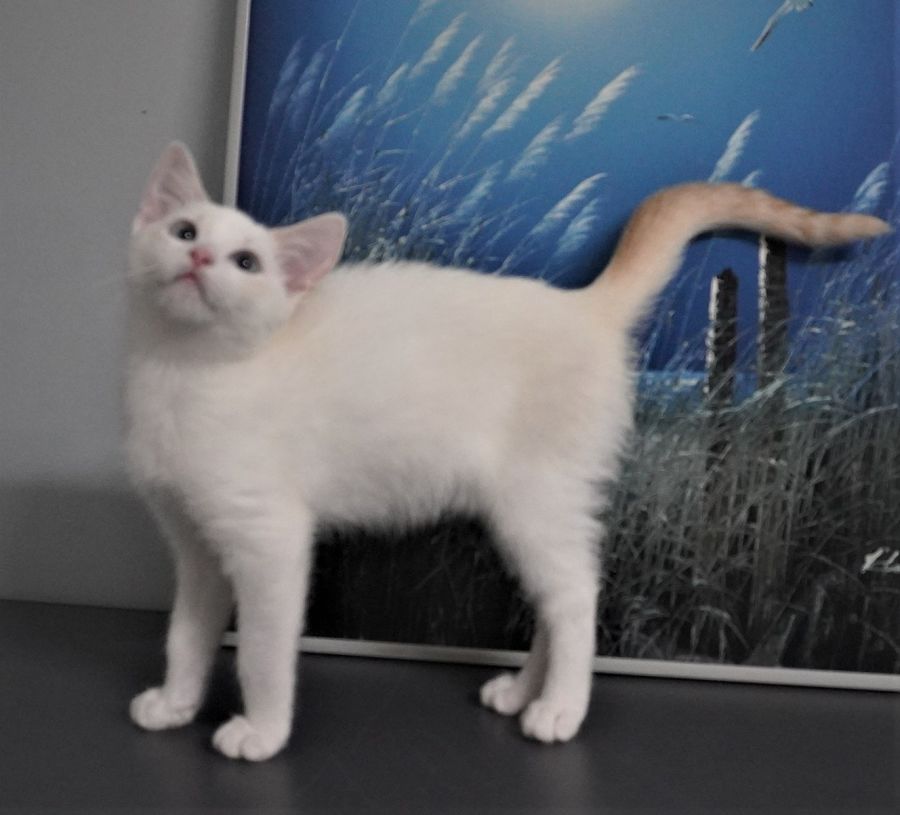Bianca - Female Turkish Van Mix Cat in WA - PetRescue