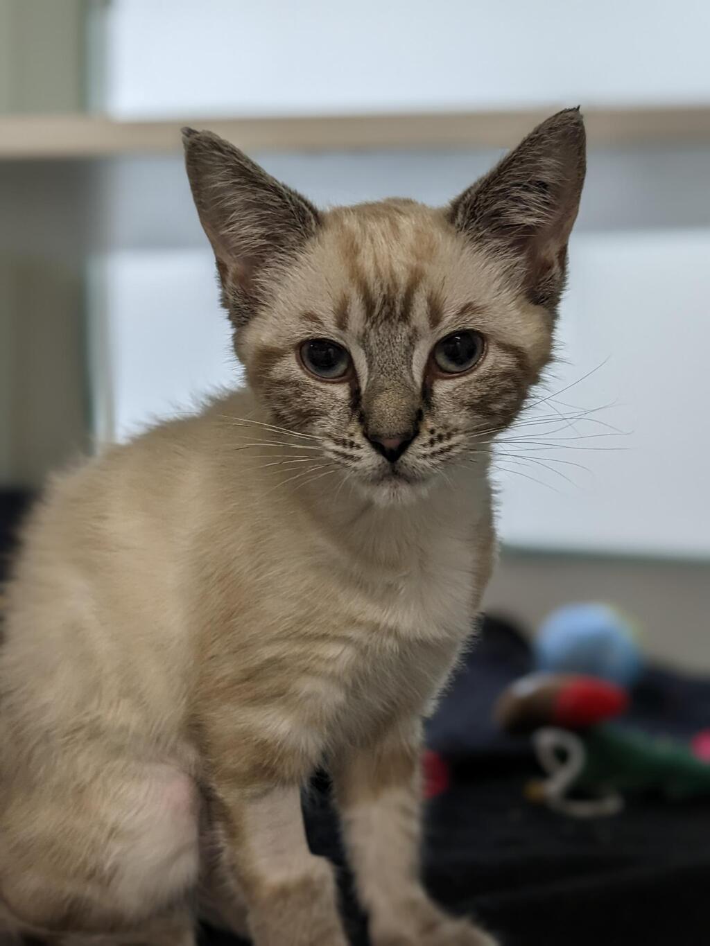 Sky - Female Dsh Mix Cat in WA - PetRescue