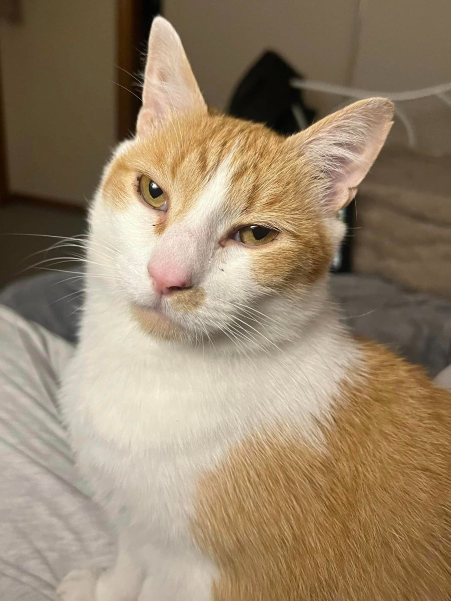 Wasabi - Male Domestic Short Hair Cat in VIC - PetRescue