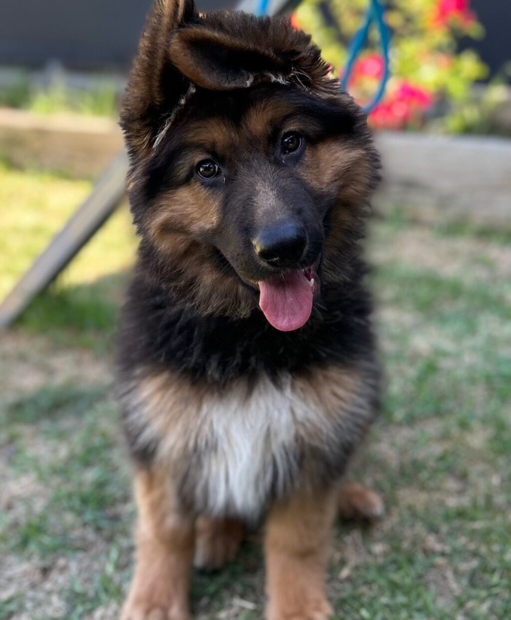 Jax - Small Male German Shepherd Dog in VIC - PetRescue