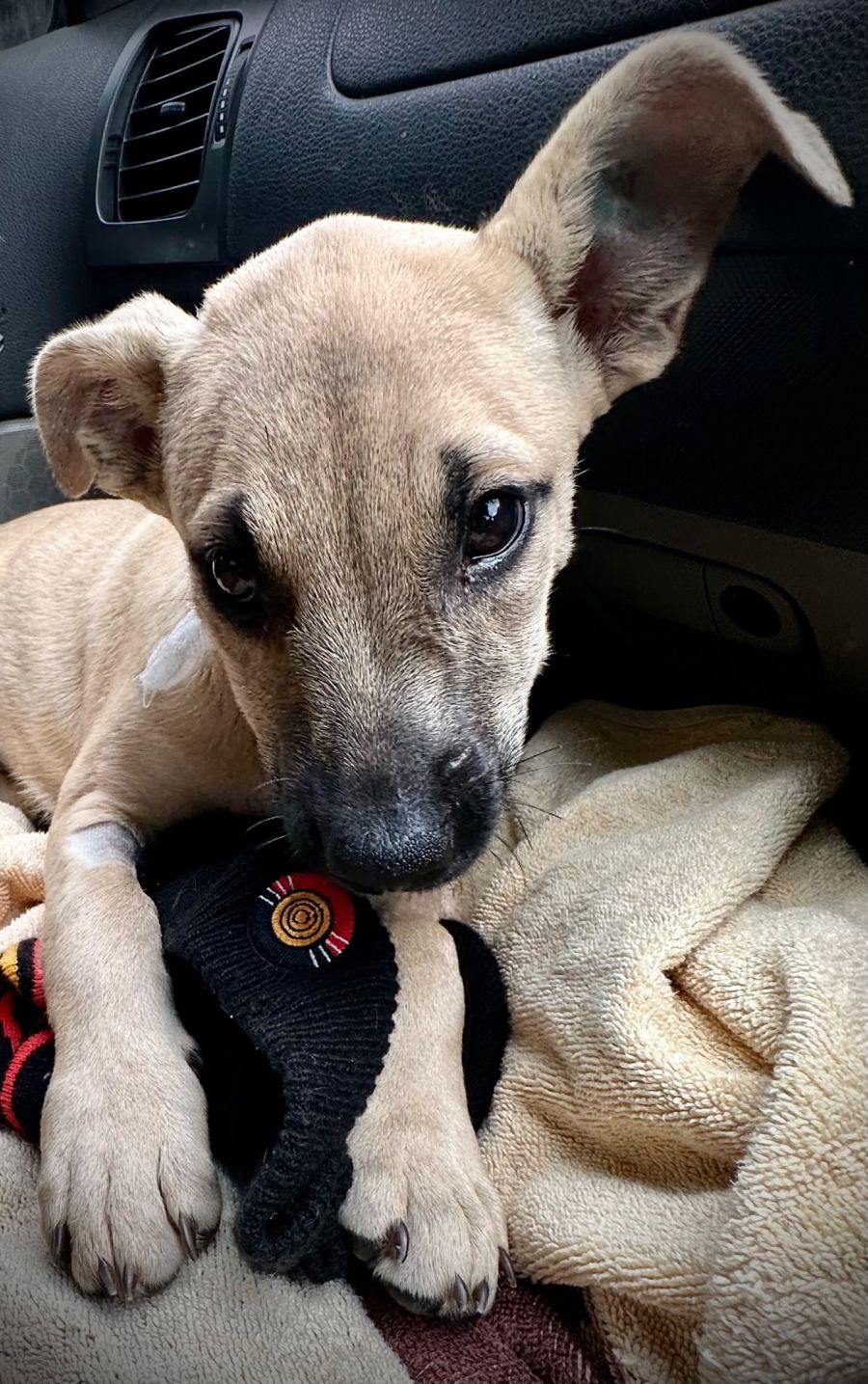 Blondie - Medium Female Mixed Breed Mix Dog in VIC - PetRescue