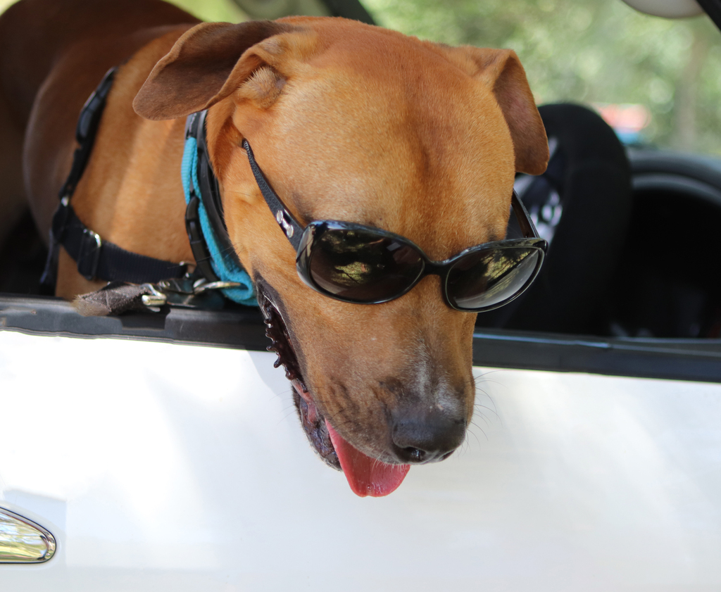 Dusty - Large Male Rhodesian Ridgeback x American Staffordshire Bull ...