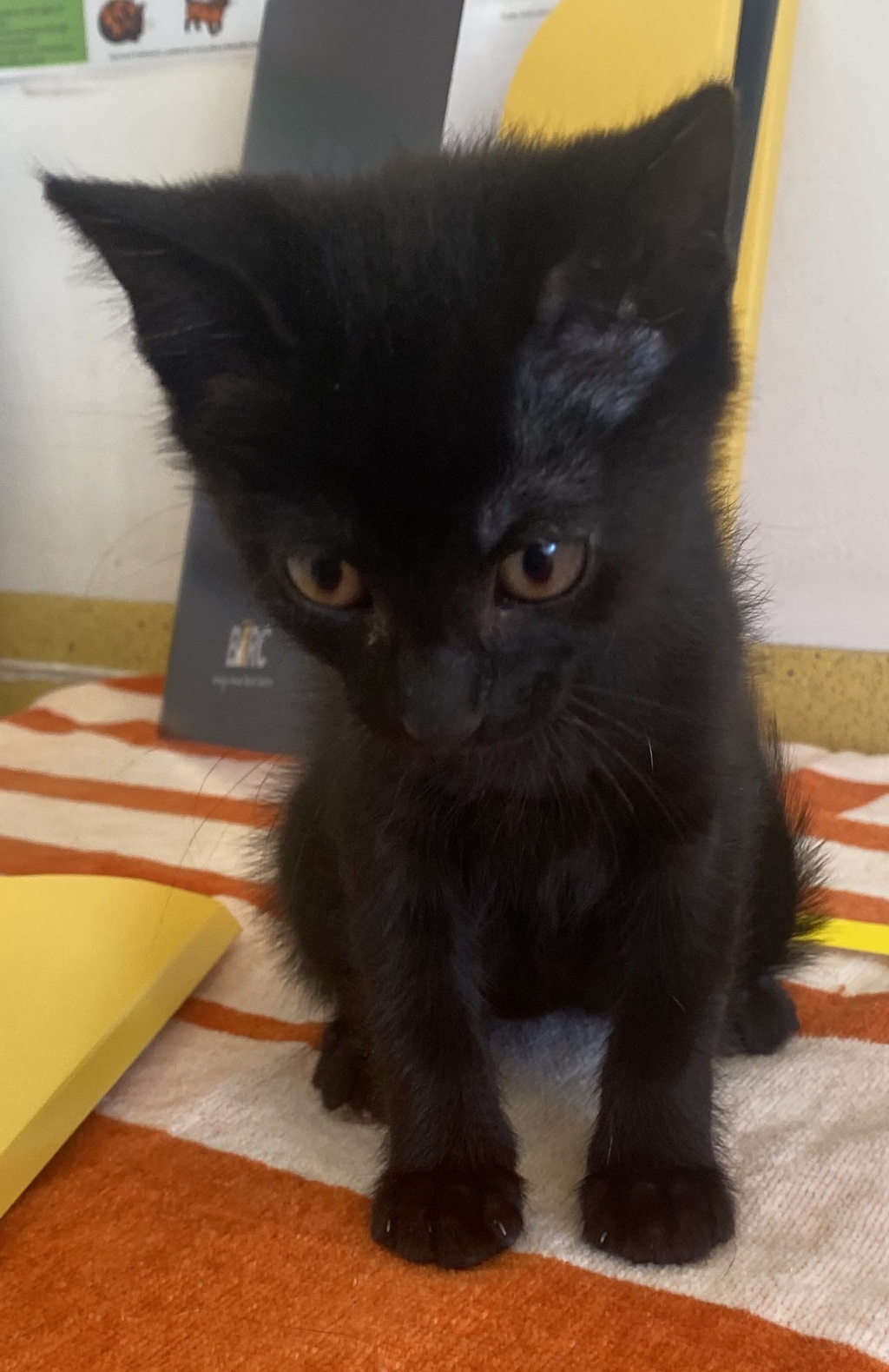 Banshee - Female Domestic Short Hair Mix Cat in VIC - PetRescue