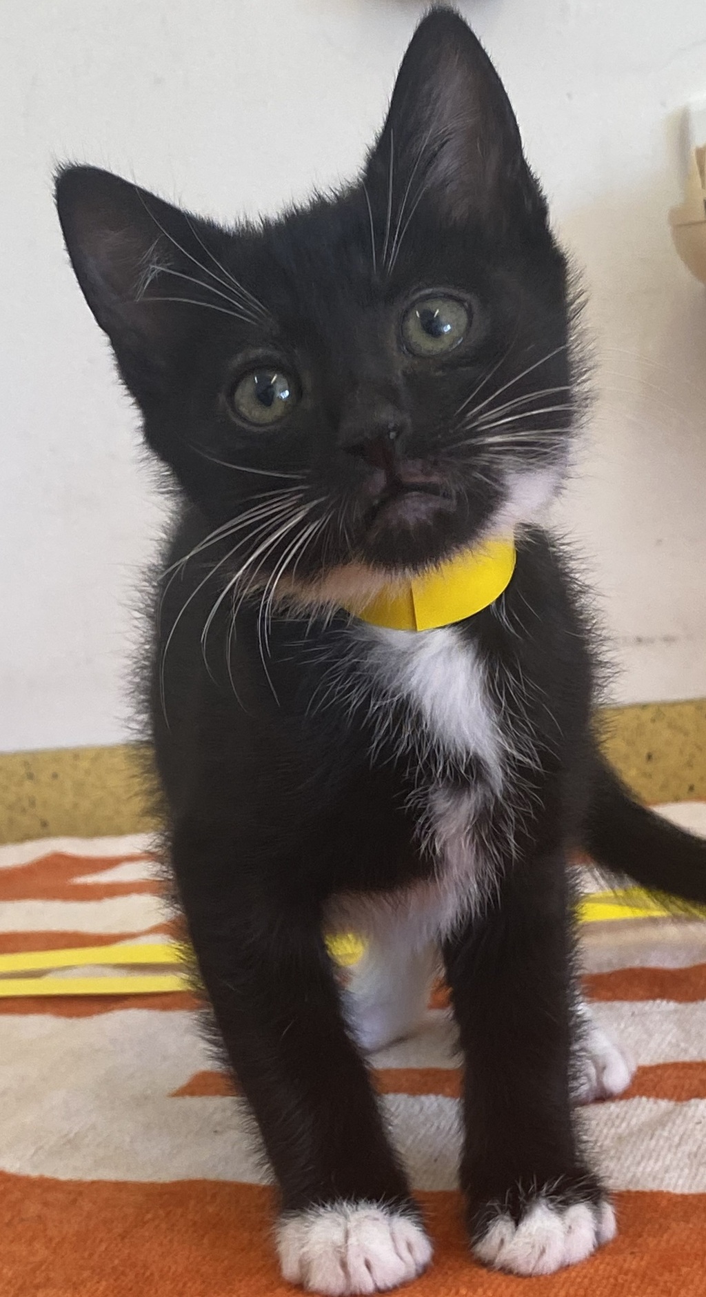 Gorgon - Male Domestic Short Hair Mix Cat in VIC - PetRescue