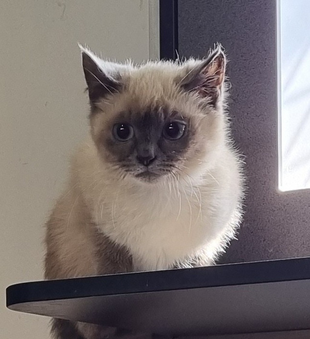 Echo - Male Layanese Mix Cat in QLD - PetRescue