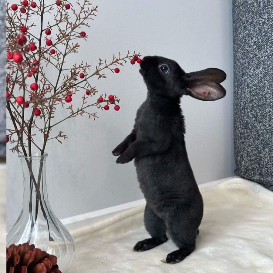 Littlefoot - Female Mini Rex Rabbit in VIC - PetRescue