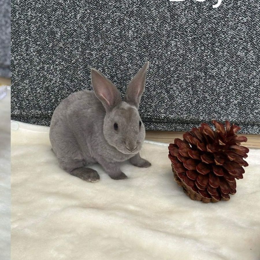 Petrie - Male Mini Rex Rabbit in VIC - PetRescue