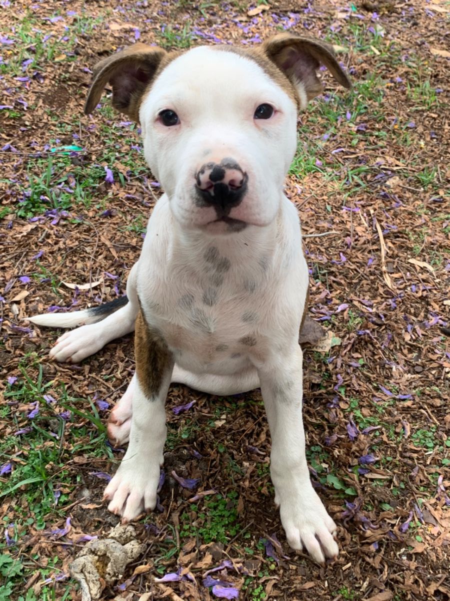 Rex - Medium Male Staffy Mix Dog in QLD - PetRescue