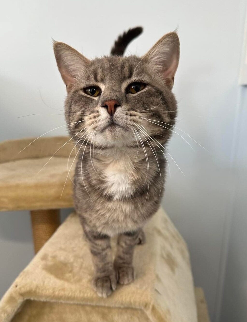 Sesame - Male Domestic Short Hair Cat in ACT - PetRescue