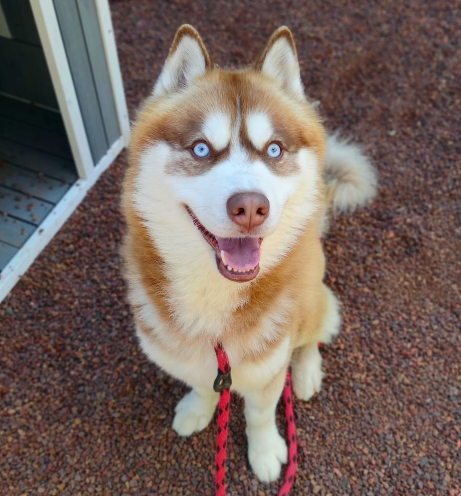 Zlatan - Large Male Siberian Husky Dog in VIC - PetRescue