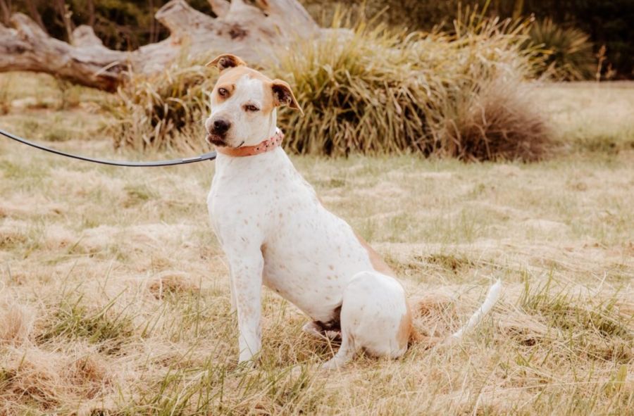 Digger - Medium Male Cattle Dog Mix Dog in VIC - PetRescue