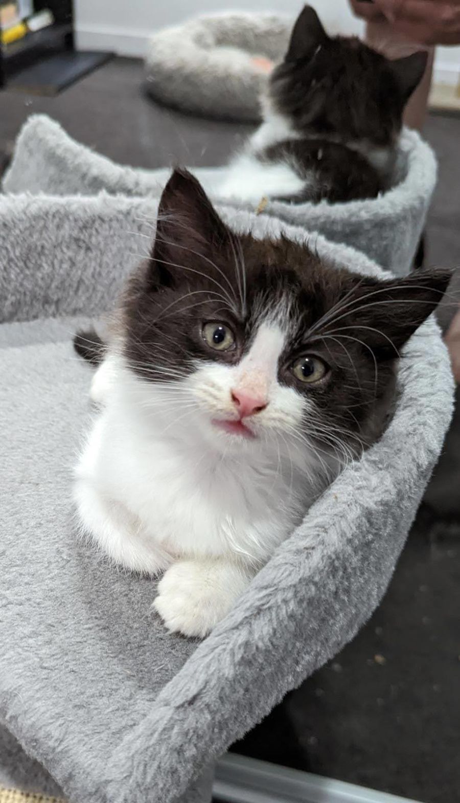 Alfie - Located in Preston - Male Domestic Short Hair Cat in VIC ...