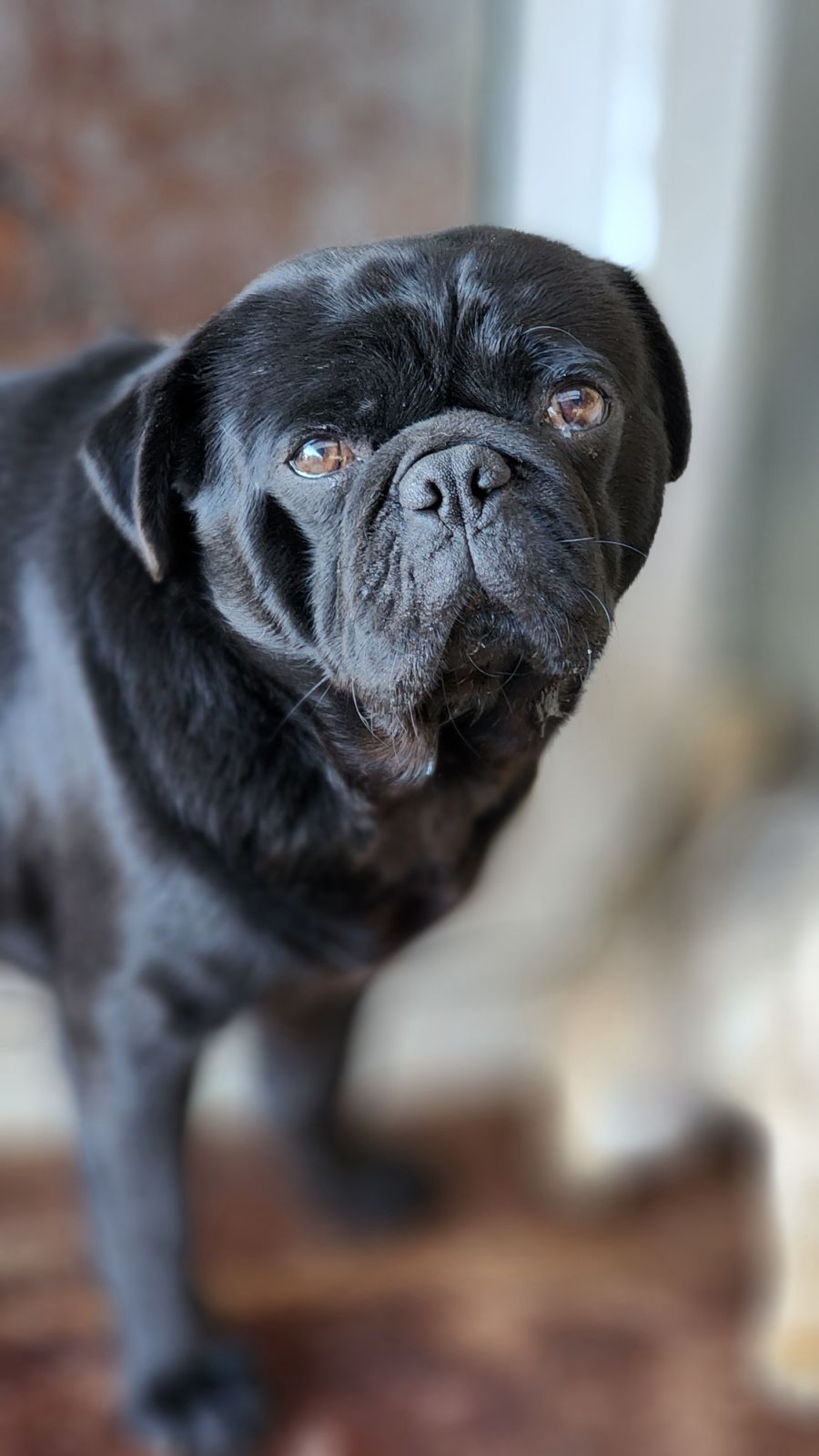 Johnny cash - Small Male Pug Dog in VIC - PetRescue