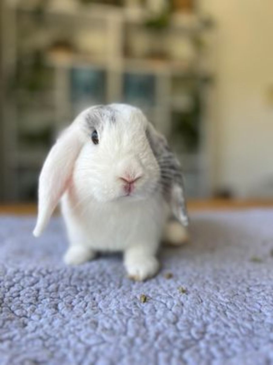 Opal Skye - Female Rabbit in VIC - PetRescue