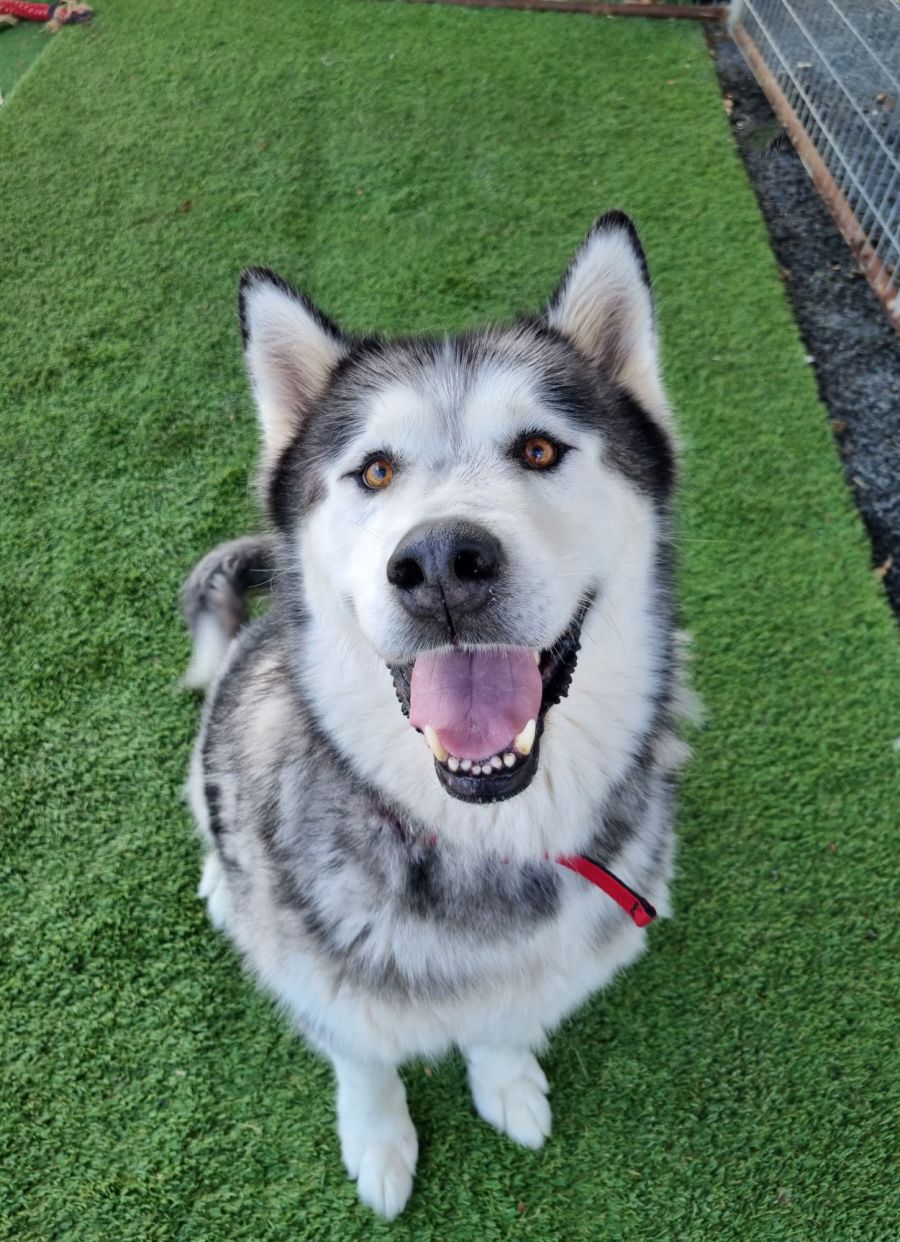 Warrior - Large Male Alaskan Malamute Dog in NSW - PetRescue