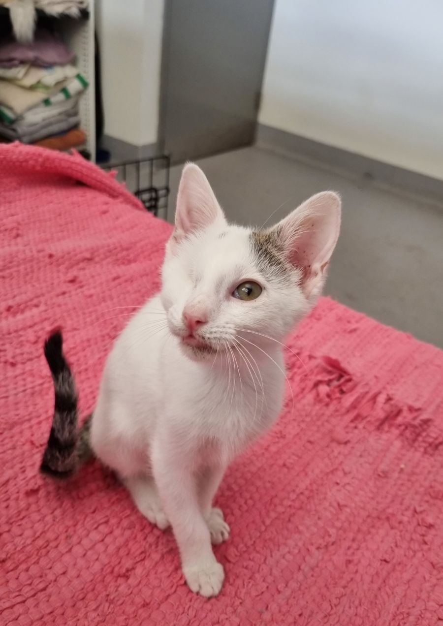 Leela - Female Domestic Short Hair Cat in NSW - PetRescue