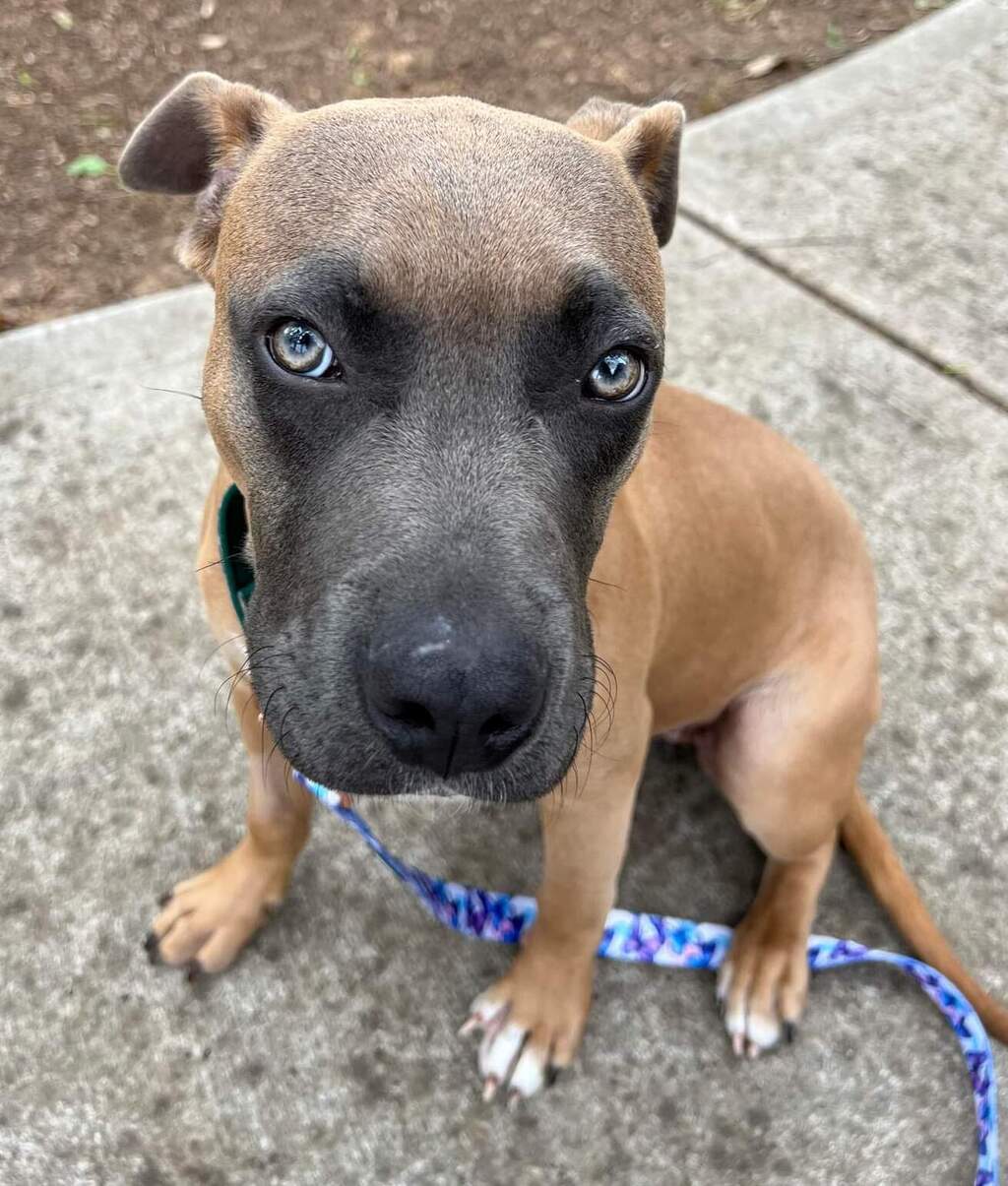 Lollipop - Medium Female Mastiff Mix Dog in NSW - PetRescue