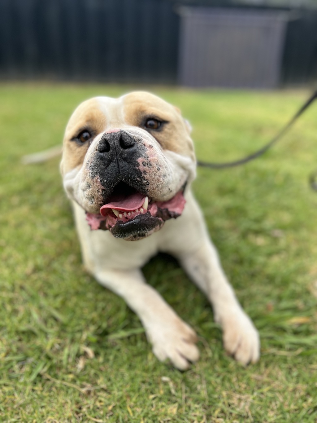 Ollie - Large Male Australian Bulldog Mix Dog in NSW - PetRescue