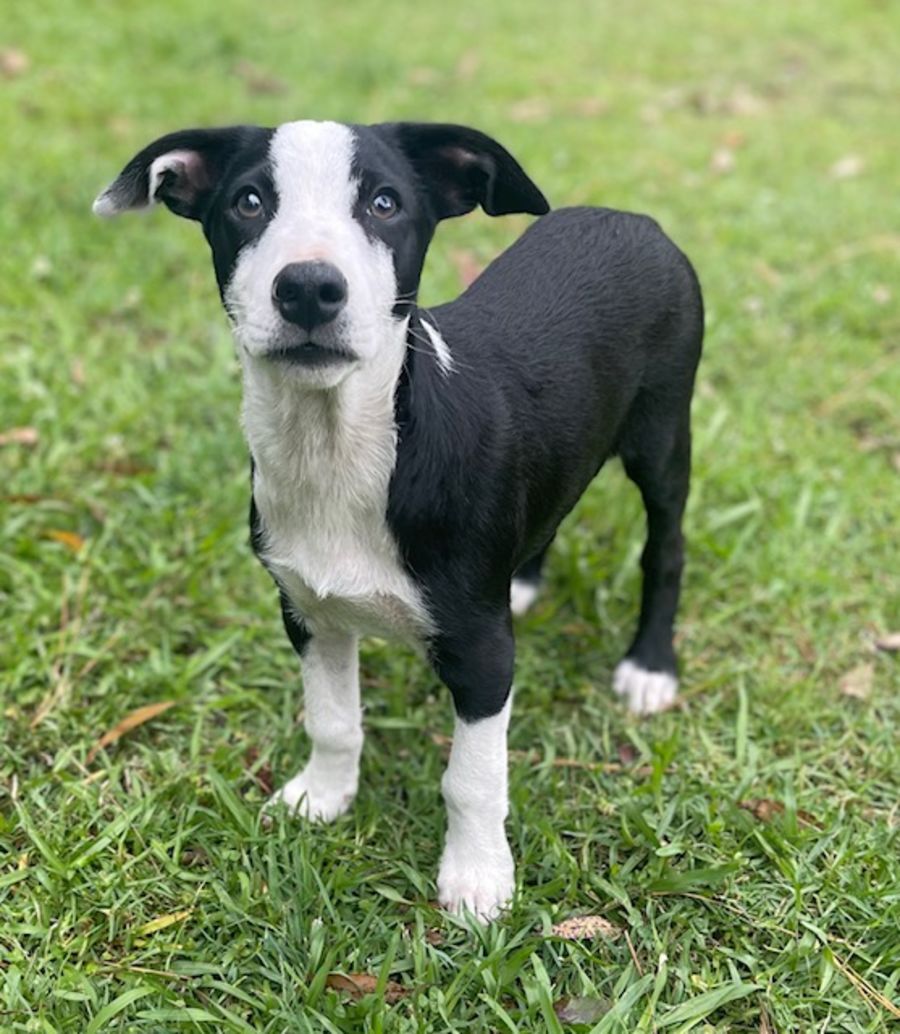 Trusty (Disney Pup) - Medium Male Border Collie Mix Dog in NSW - PetRescue