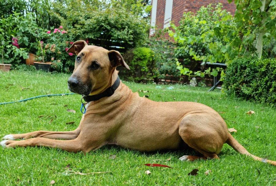 Obi - Medium Male Rhodesian Ridgeback Mix Dog in VIC - PetRescue