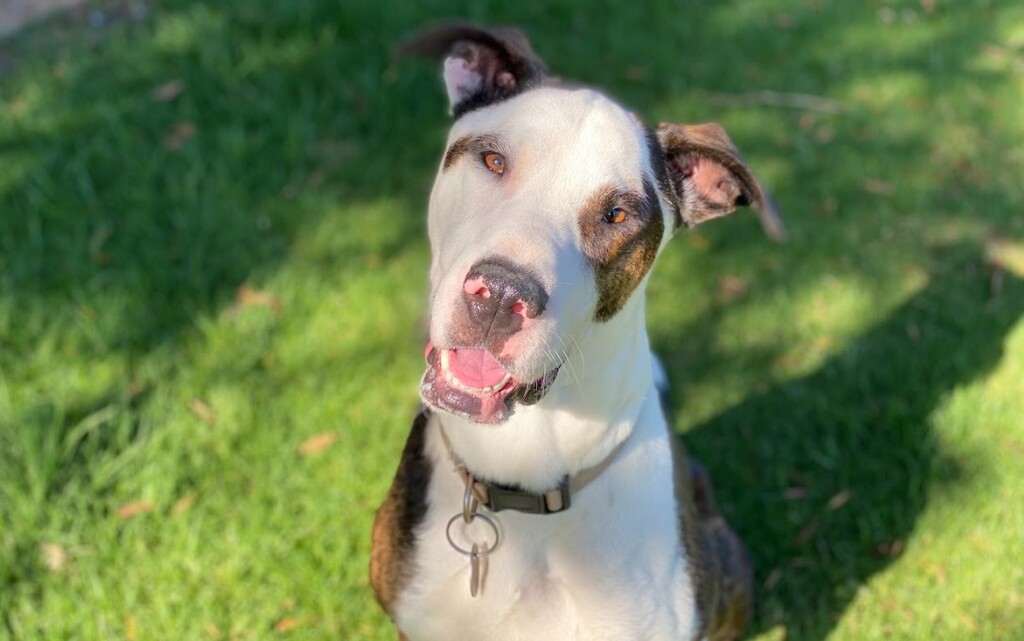 Jimbo - Large Male Bull Arab Mix Dog in VIC - PetRescue