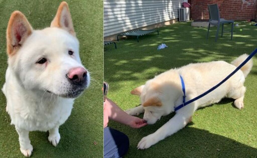 Billie - Large Female Akita Inu Mix Dog in VIC - PetRescue
