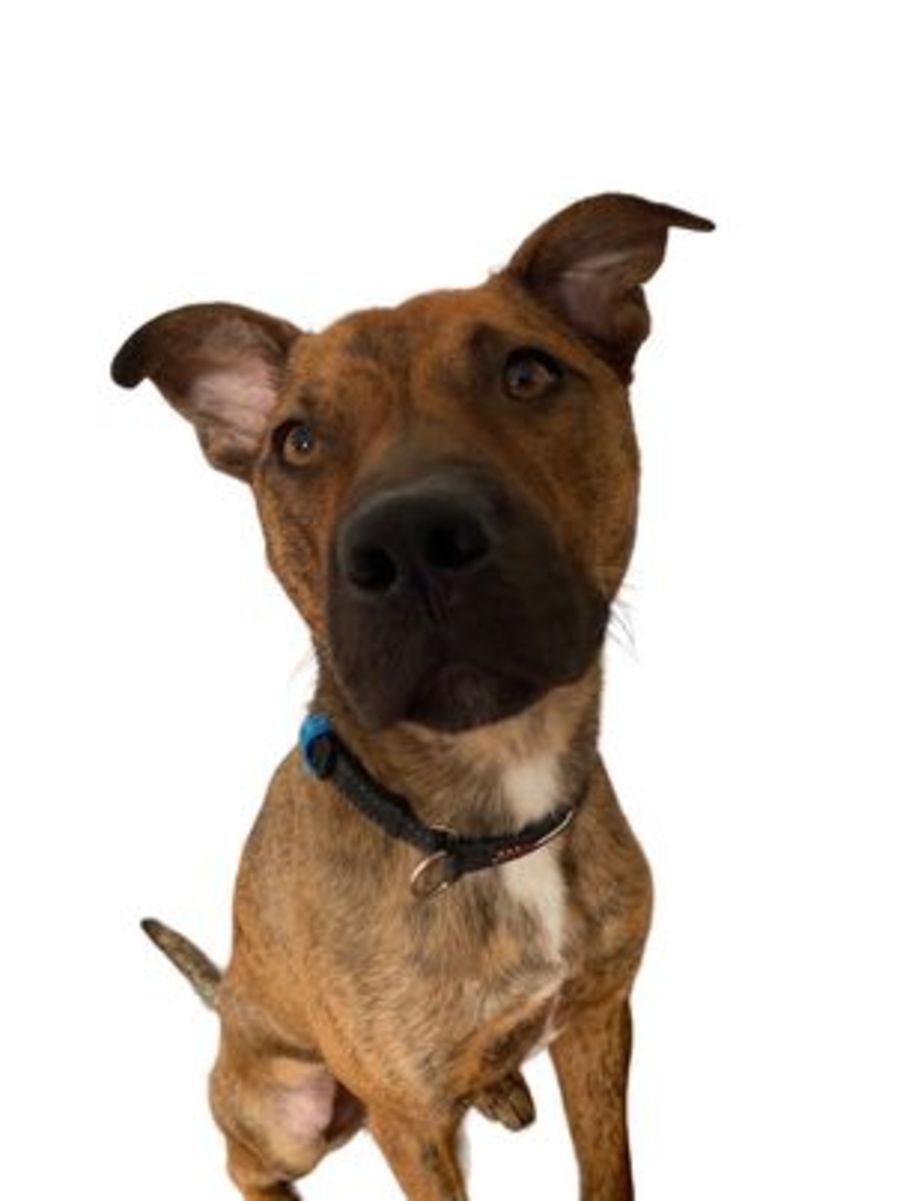 Marmite - Medium Male Staffy Mix Dog in VIC - PetRescue