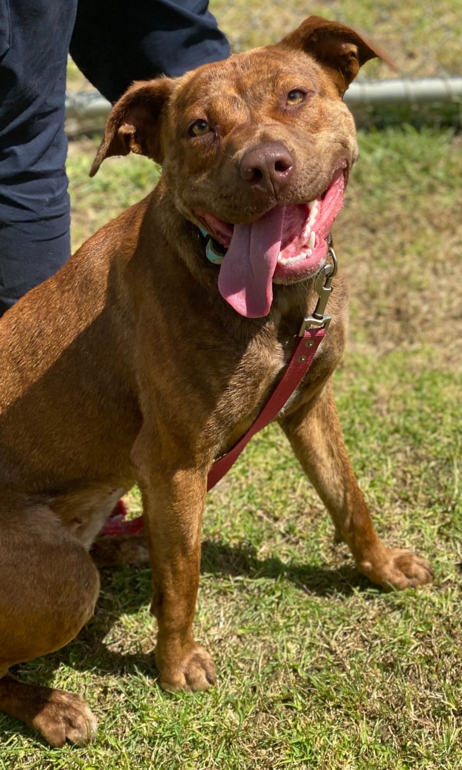 Peppa - 58965 - Large Female American Staffordshire Terrier Dog in VIC ...
