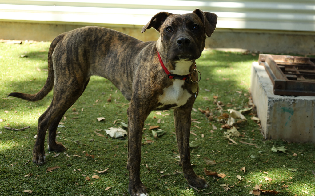 Pingoo - Medium Female Staffy x Staghound Mix Dog in VIC - PetRescue