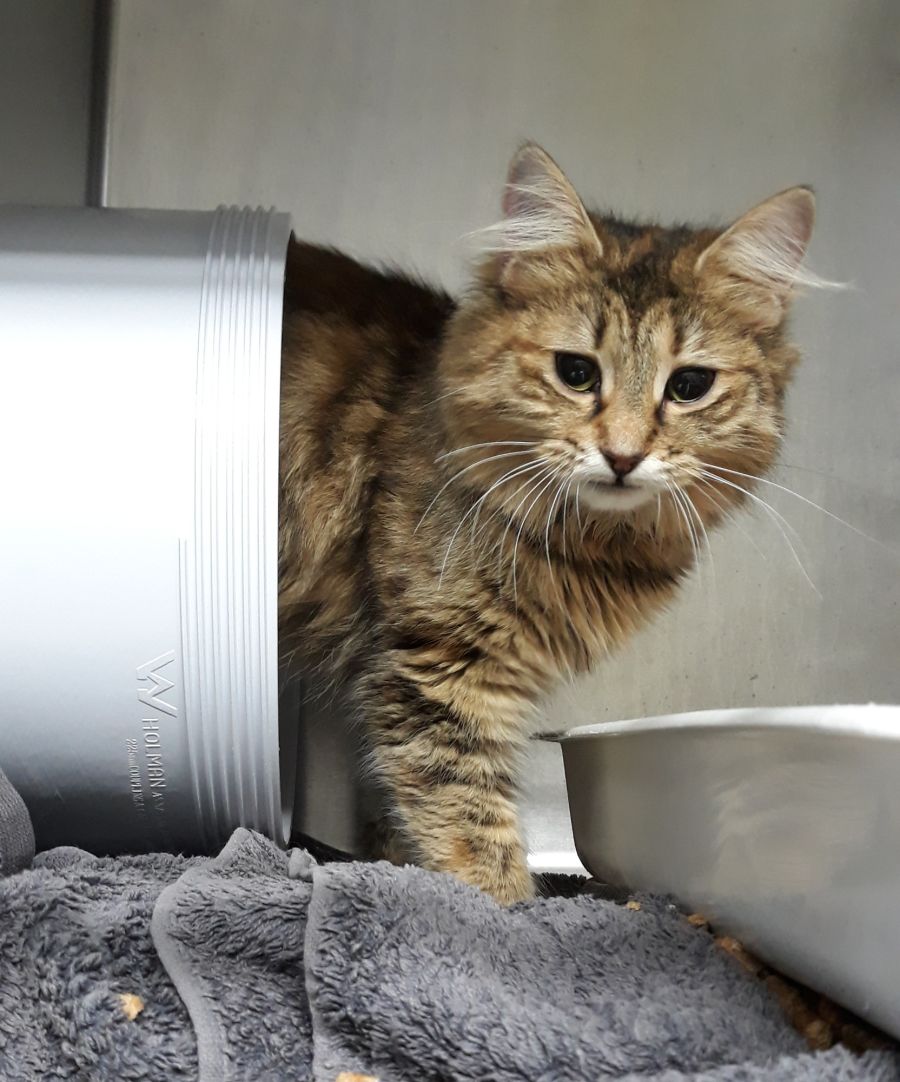 Odette - Female Domestic Medium Hair Cat in VIC - PetRescue