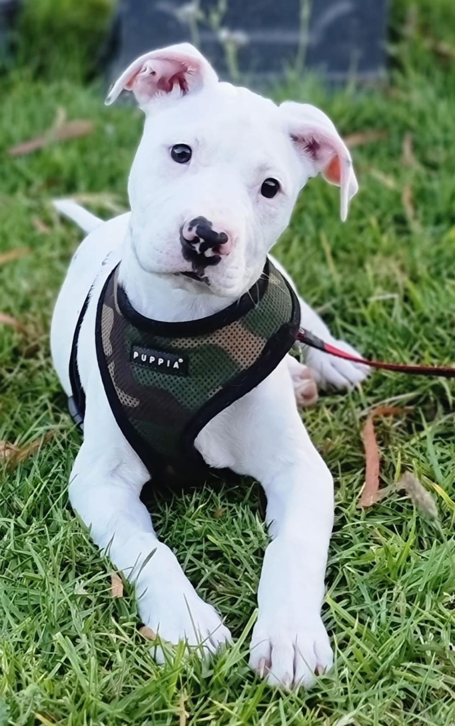 Seashell - Medium Female Staffy Mix Dog in VIC - PetRescue