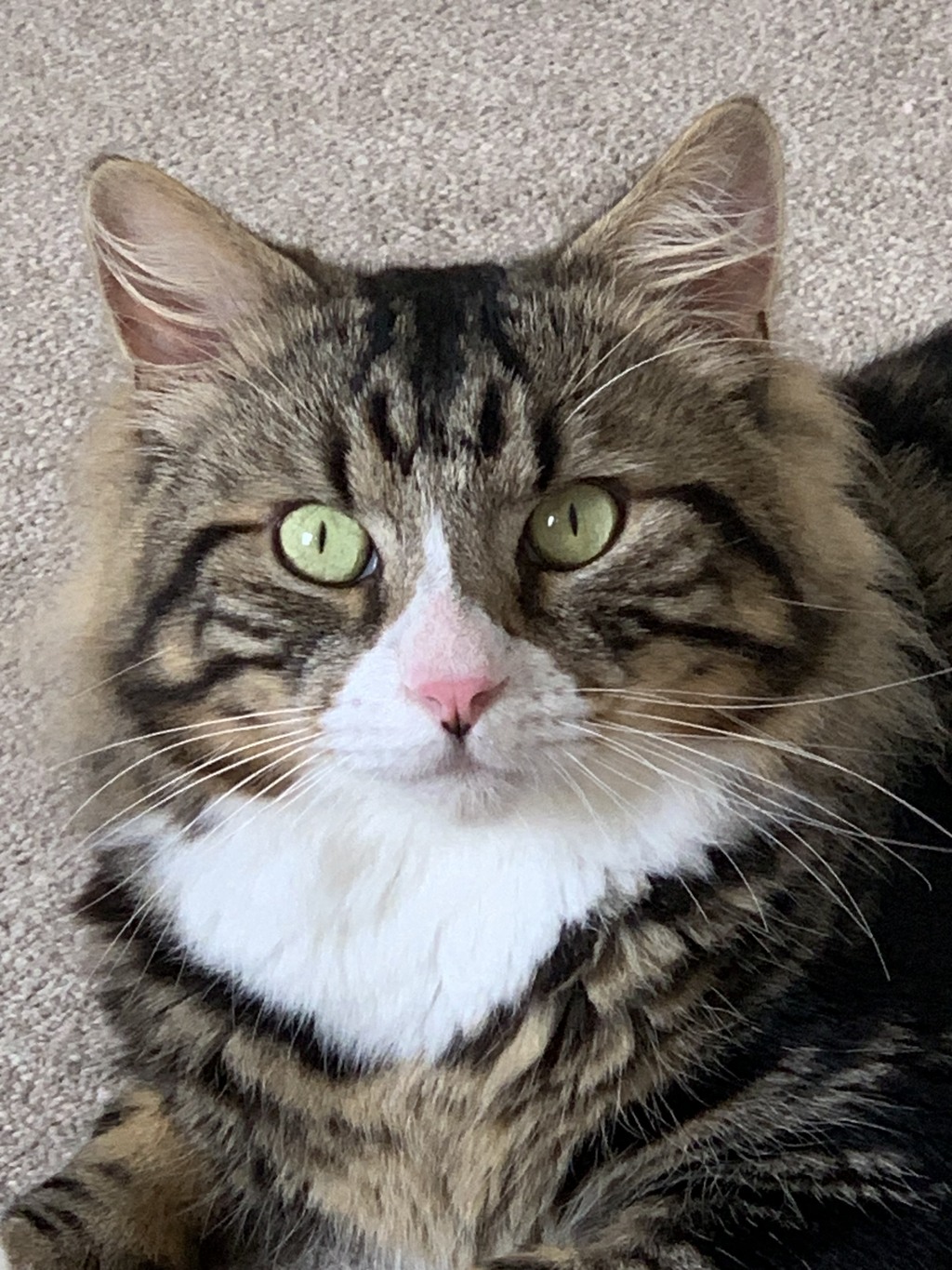 Malachi - Male Domestic Medium Hair Mix Cat in WA - PetRescue