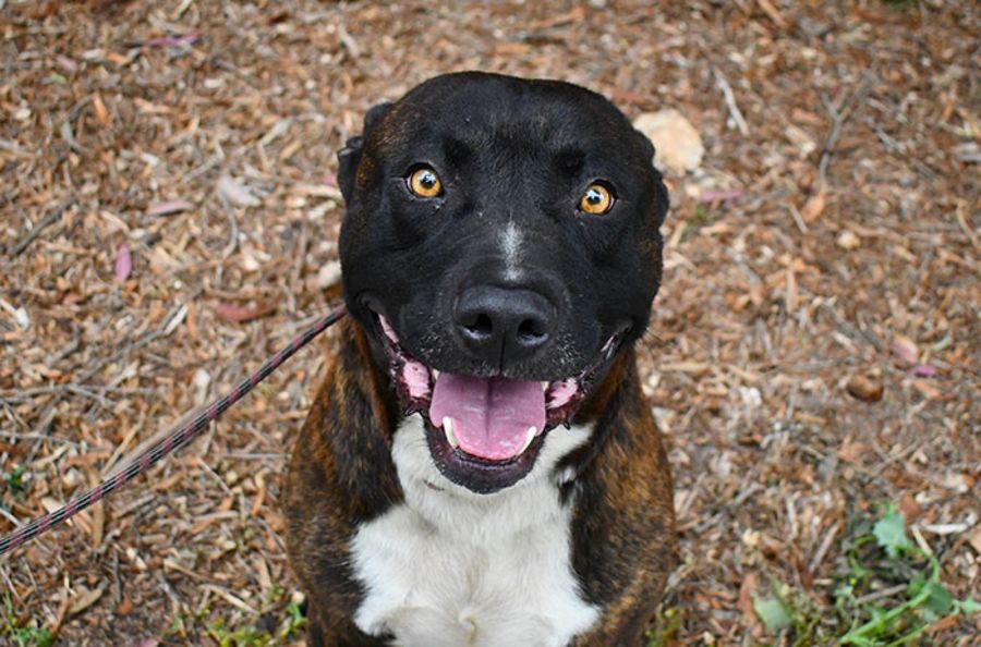 Tiger 34797 - Large Male American Staffordshire Terrier Dog in NSW ...