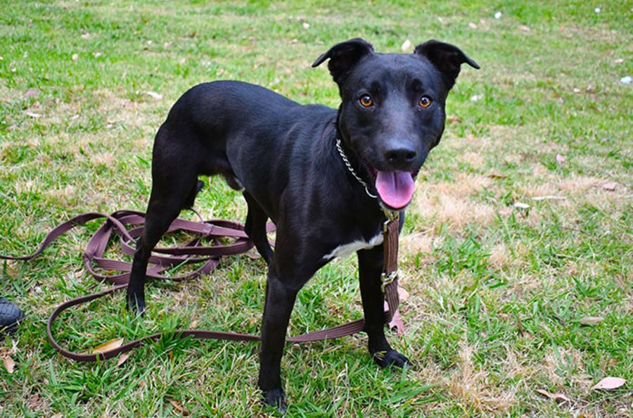 Silas 34861 Campbelltown ACF - Medium Male Kelpie Mix Dog in NSW ...