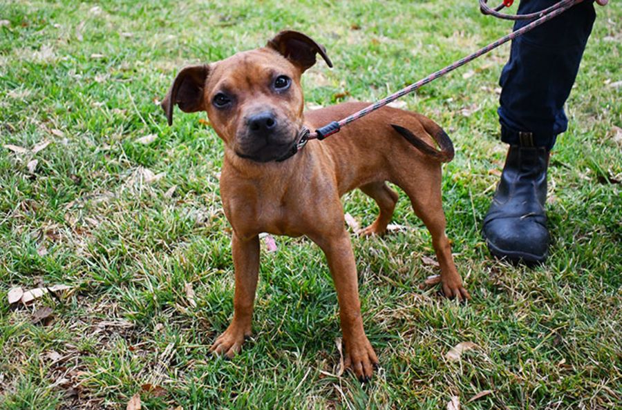 Gemini 34870 - Medium Female Staffy x Rhodesian Ridgeback Dog in NSW ...