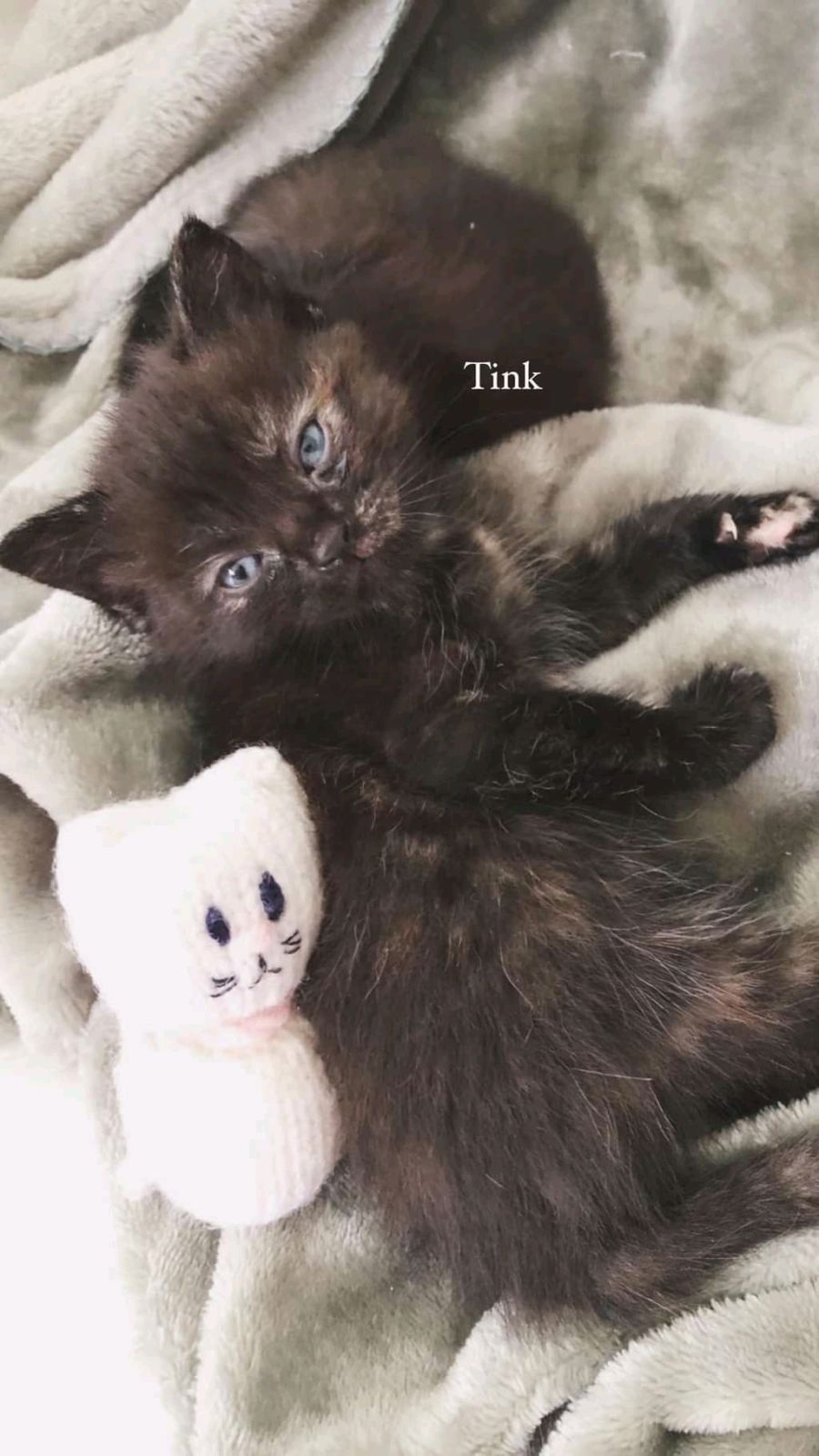 Tink - Female Domestic Short Hair Cat in QLD - PetRescue