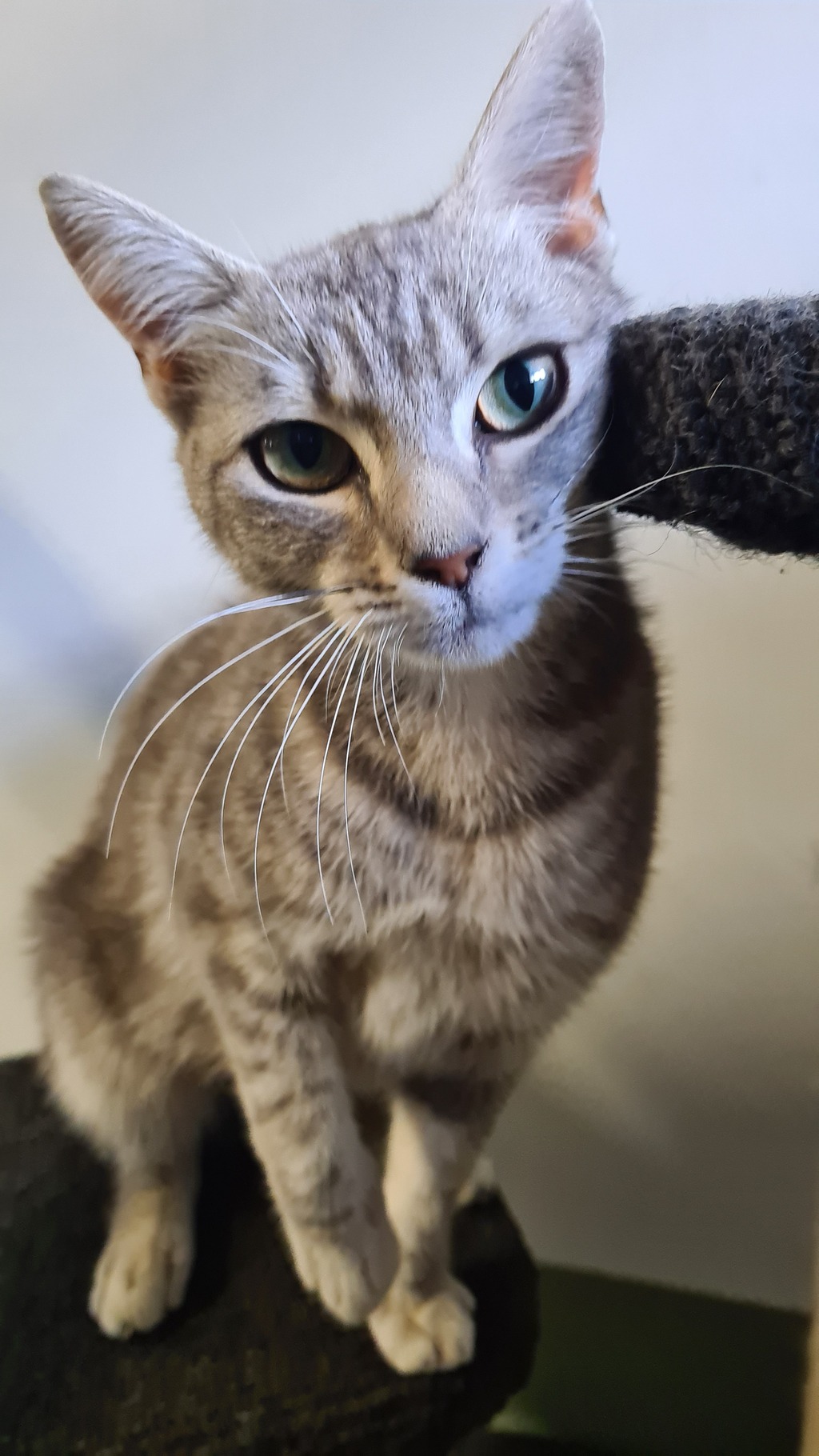 Coota - Female Domestic Short Hair Mix Cat in QLD - PetRescue