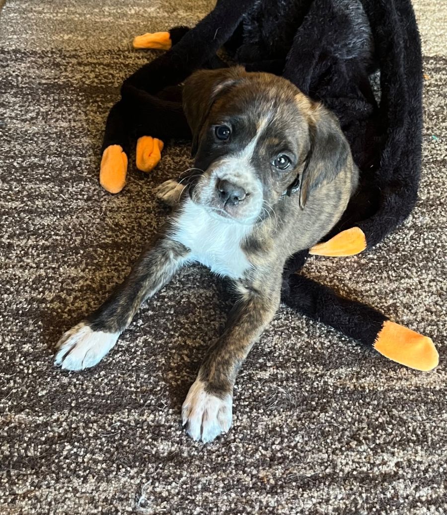 Forrestt - Large Male Boxer x German Shorthaired Pointer Mix Dog in VIC ...