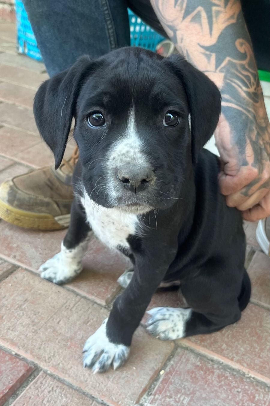 Finley - Large Male Boxer x German Shorthaired Pointer Mix Dog in VIC ...