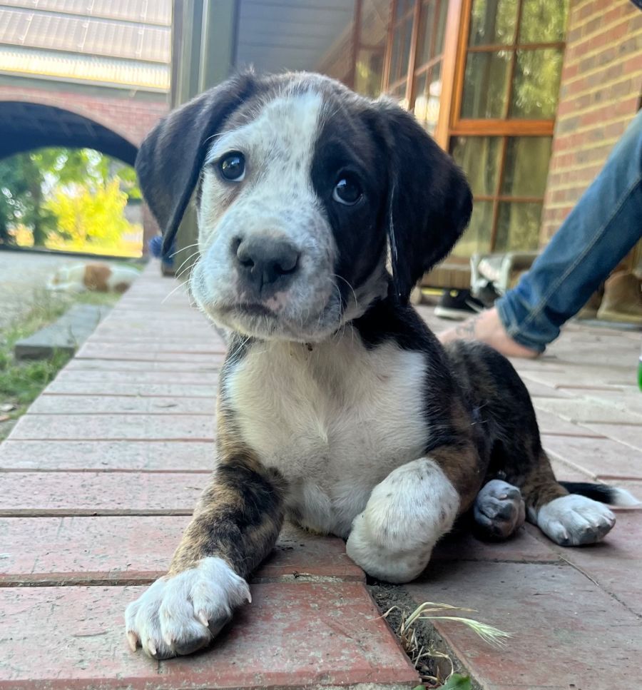 Floyd - Large Male Boxer x German Shorthaired Pointer Mix Dog in VIC ...