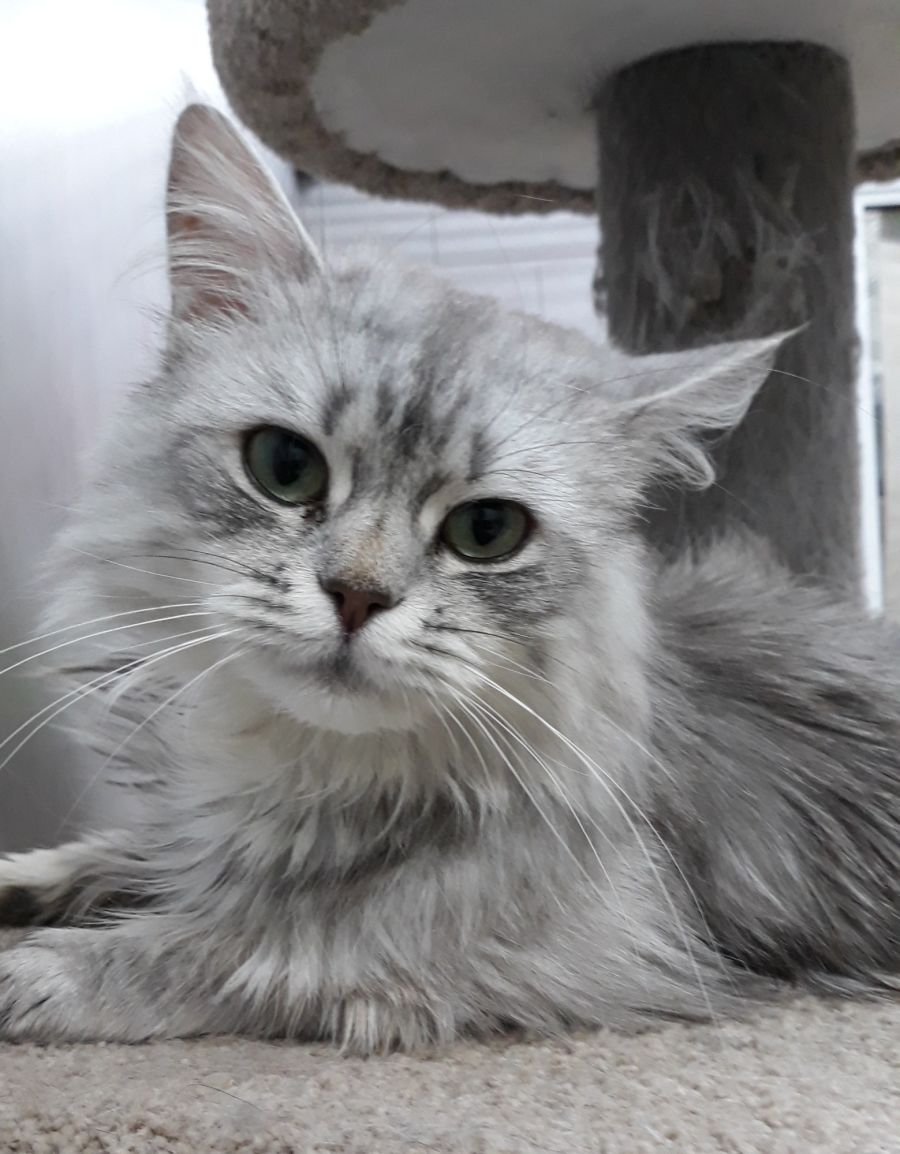 Miley - Female Chinchilla x Persian Mix Cat in VIC - PetRescue