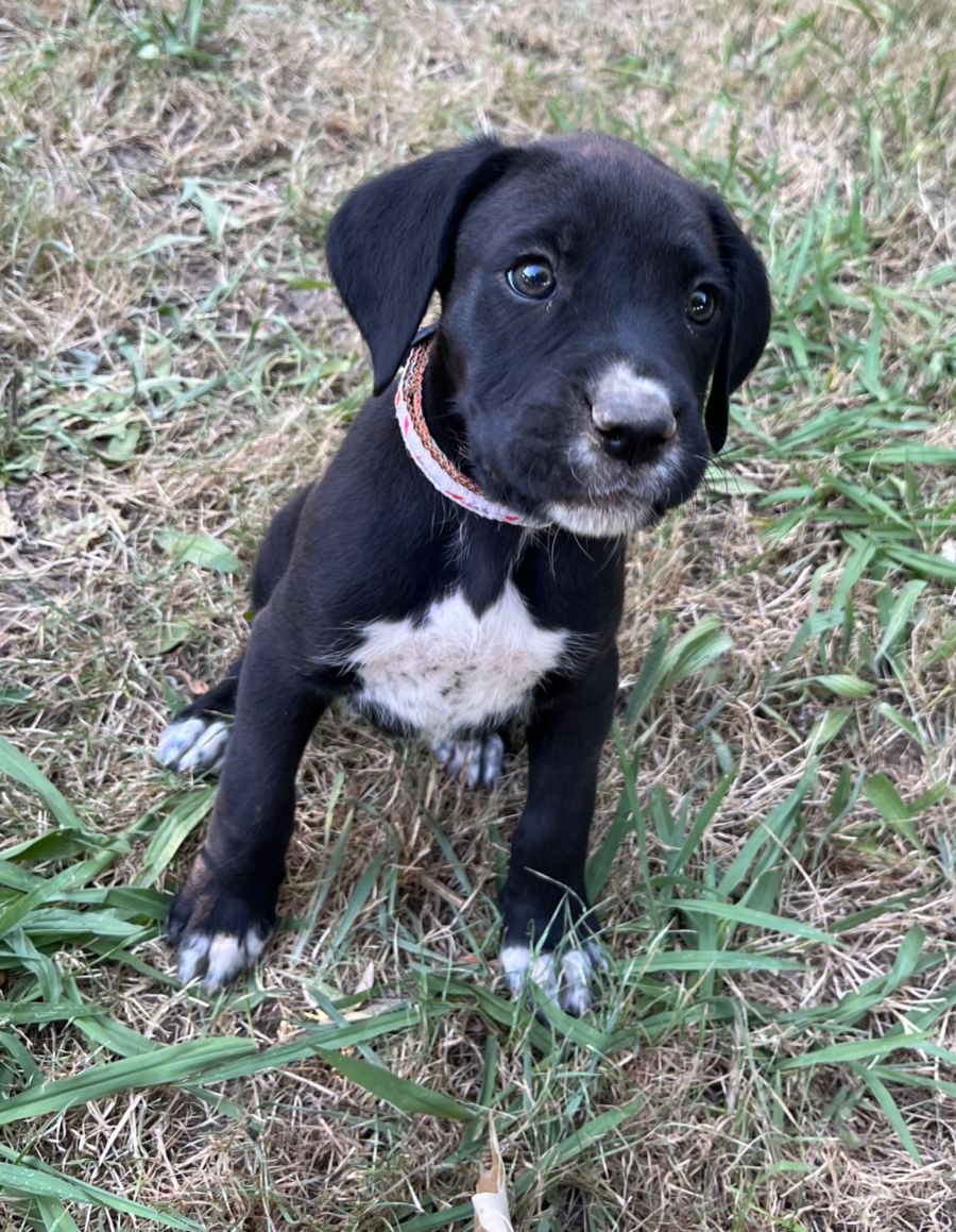 Flynn - Large Male Boxer x German Shorthaired Pointer Mix Dog in VIC ...