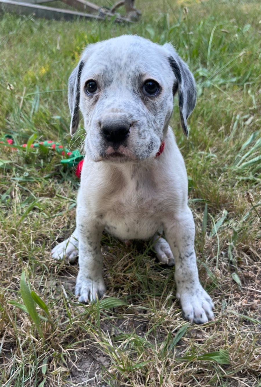 Freckles - Large Male Boxer x German Shorthaired Pointer Mix Dog in VIC ...
