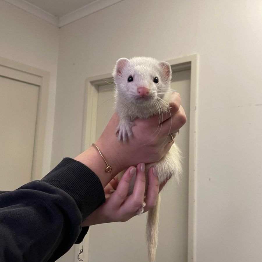 Aurora - Female Ferret in VIC - PetRescue